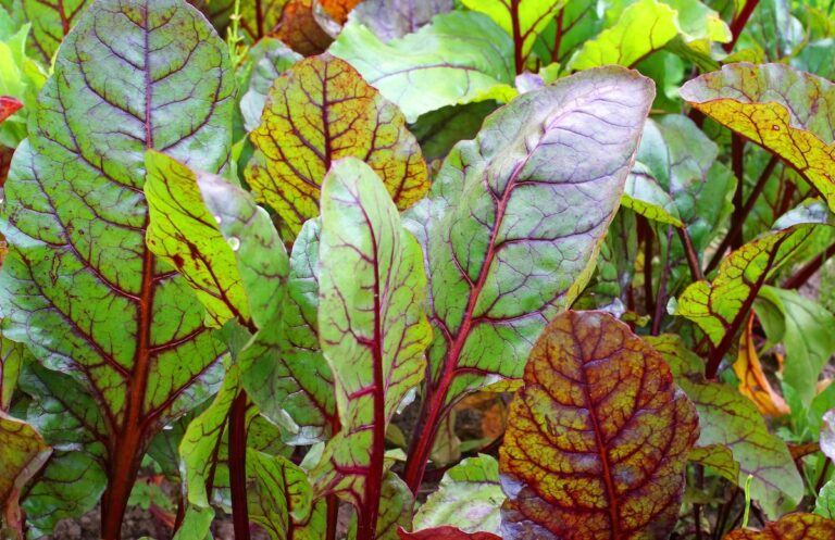 23 Vegetables and Herbs You Can Regrow From Kitchen Scraps